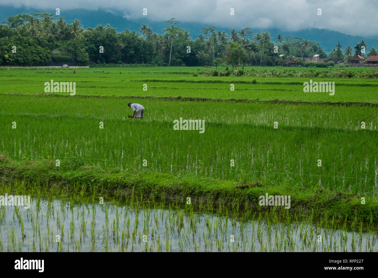 Java Indonesia Rice Paddies High Resolution Stock Photography and ...