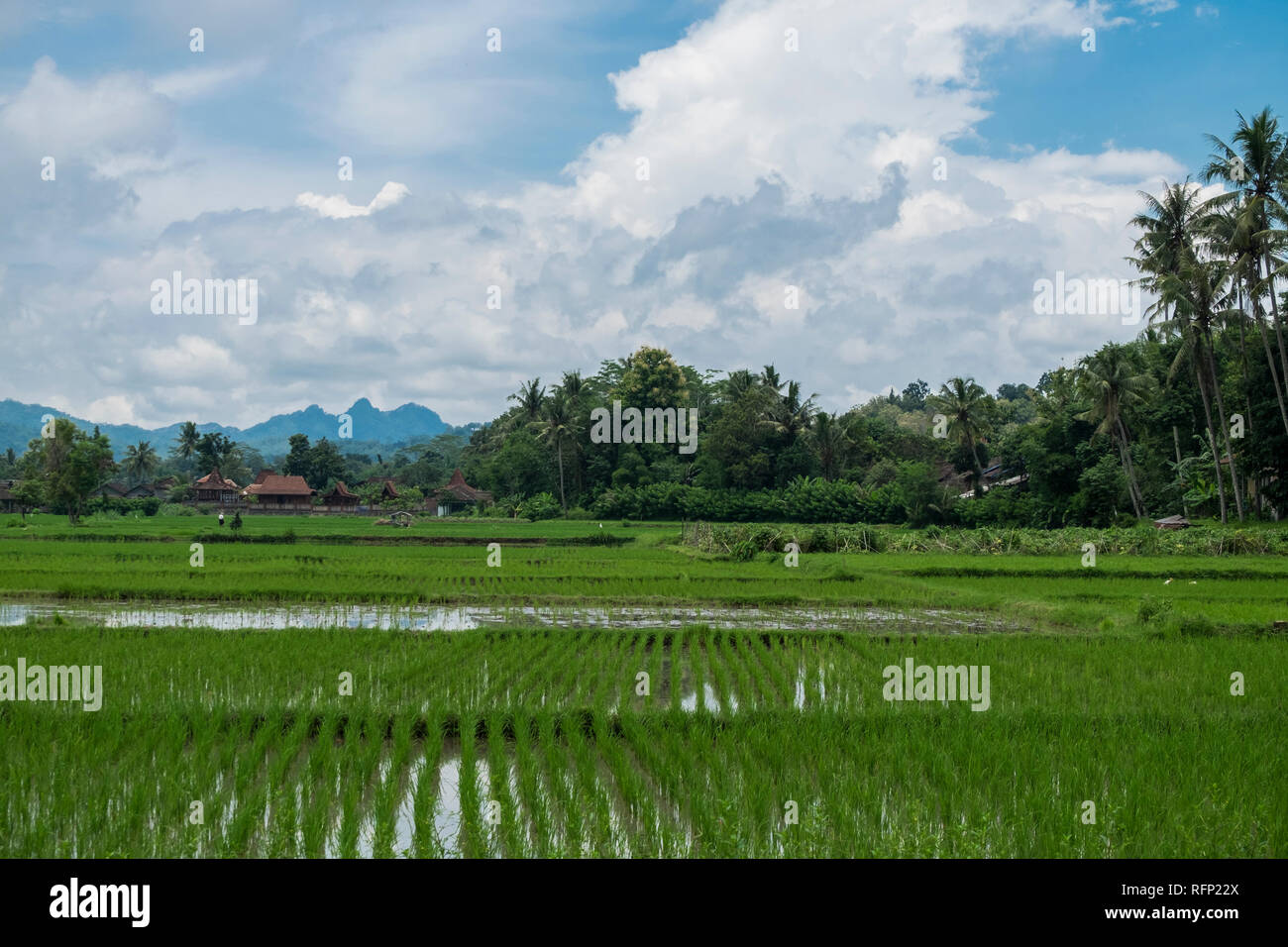 Java indonesia rice paddies hi-res stock photography and images - Alamy