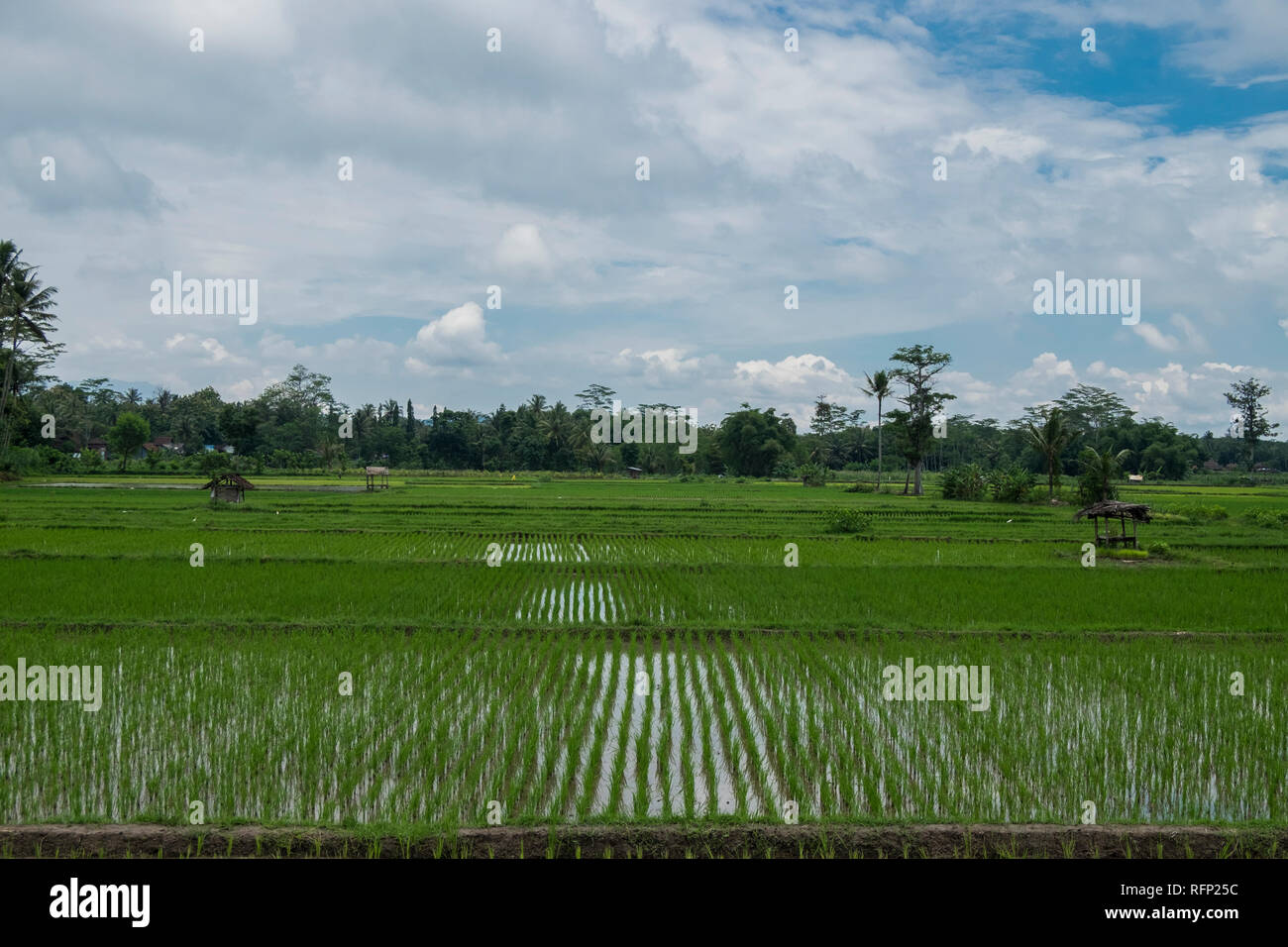 A view of rice paddies after a hard rain in Borobudur, Java, Indonesia ...