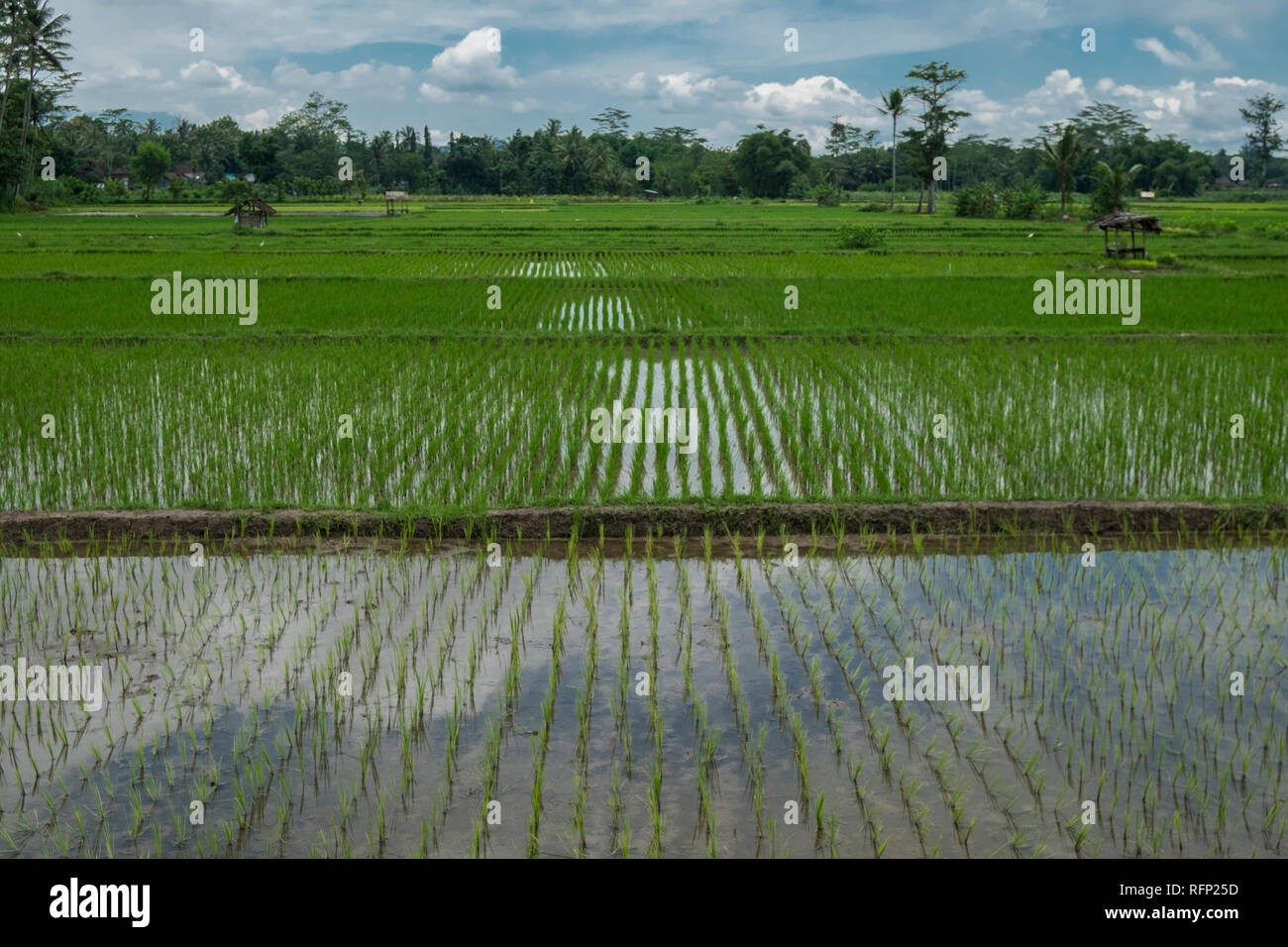 A view of rice paddies after a hard rain in Borobudur, Java, Indonesia ...