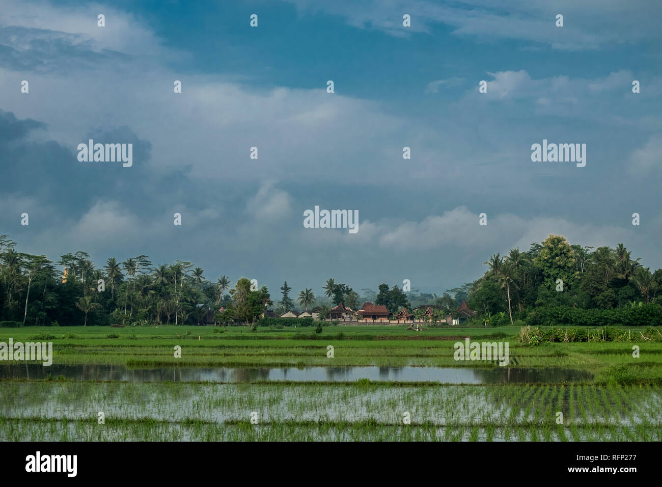 A view of rice paddies after a hard rain in Borobudur, Java, Indonesia ...