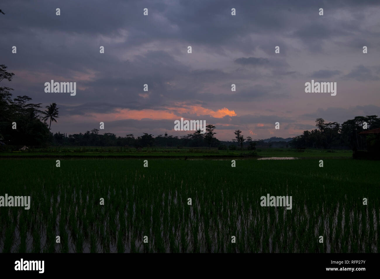 Lovely rice field at sunset hi-res stock photography and images - Alamy