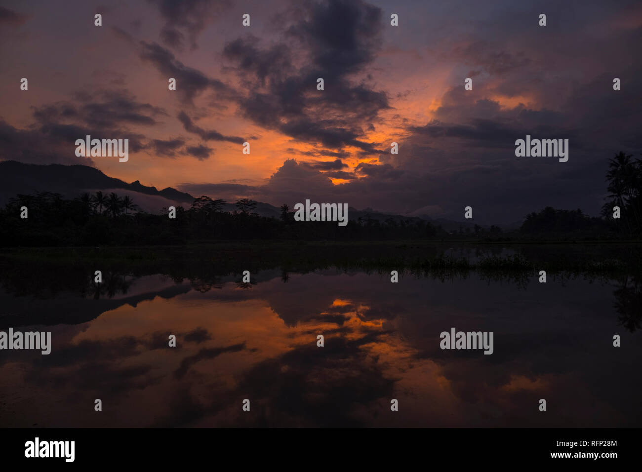 Lovely rice field at sunset hi-res stock photography and images - Alamy