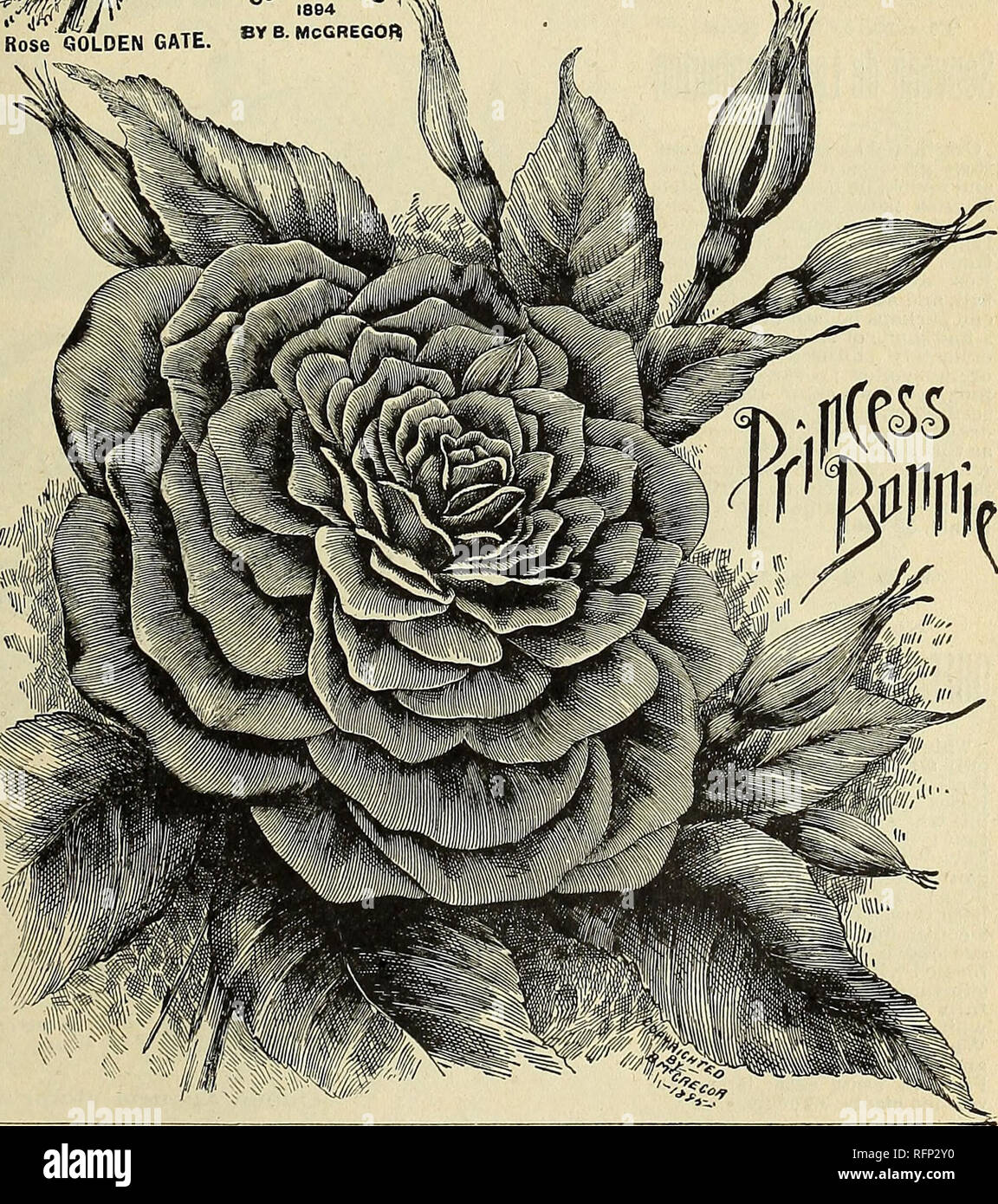 Safrano rose hi-res stock photography and images - Alamy