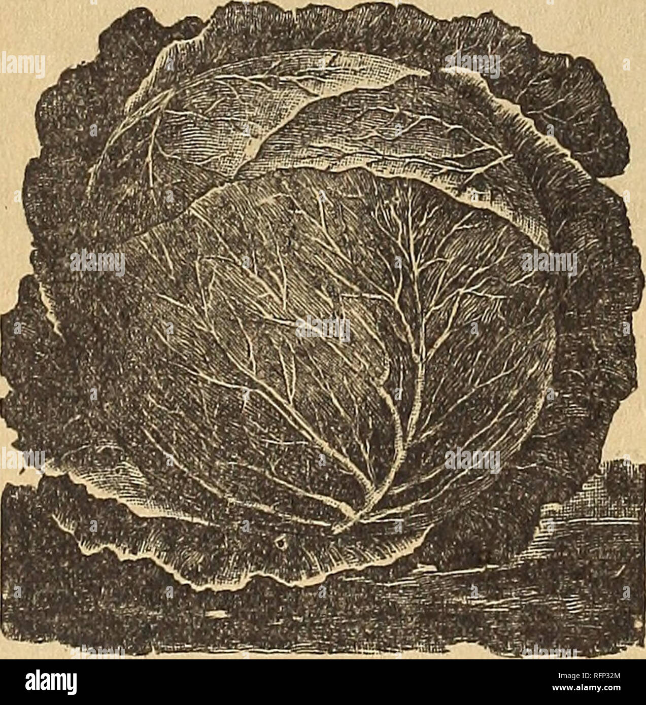 Forming cabbage head hi-res stock photography and images - Alamy