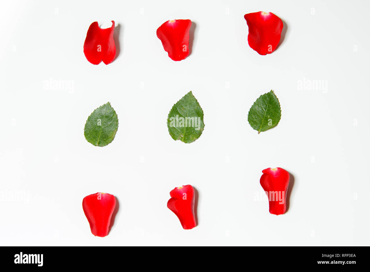 closeup of rose patels, isolated on white background Stock Photo - Alamy