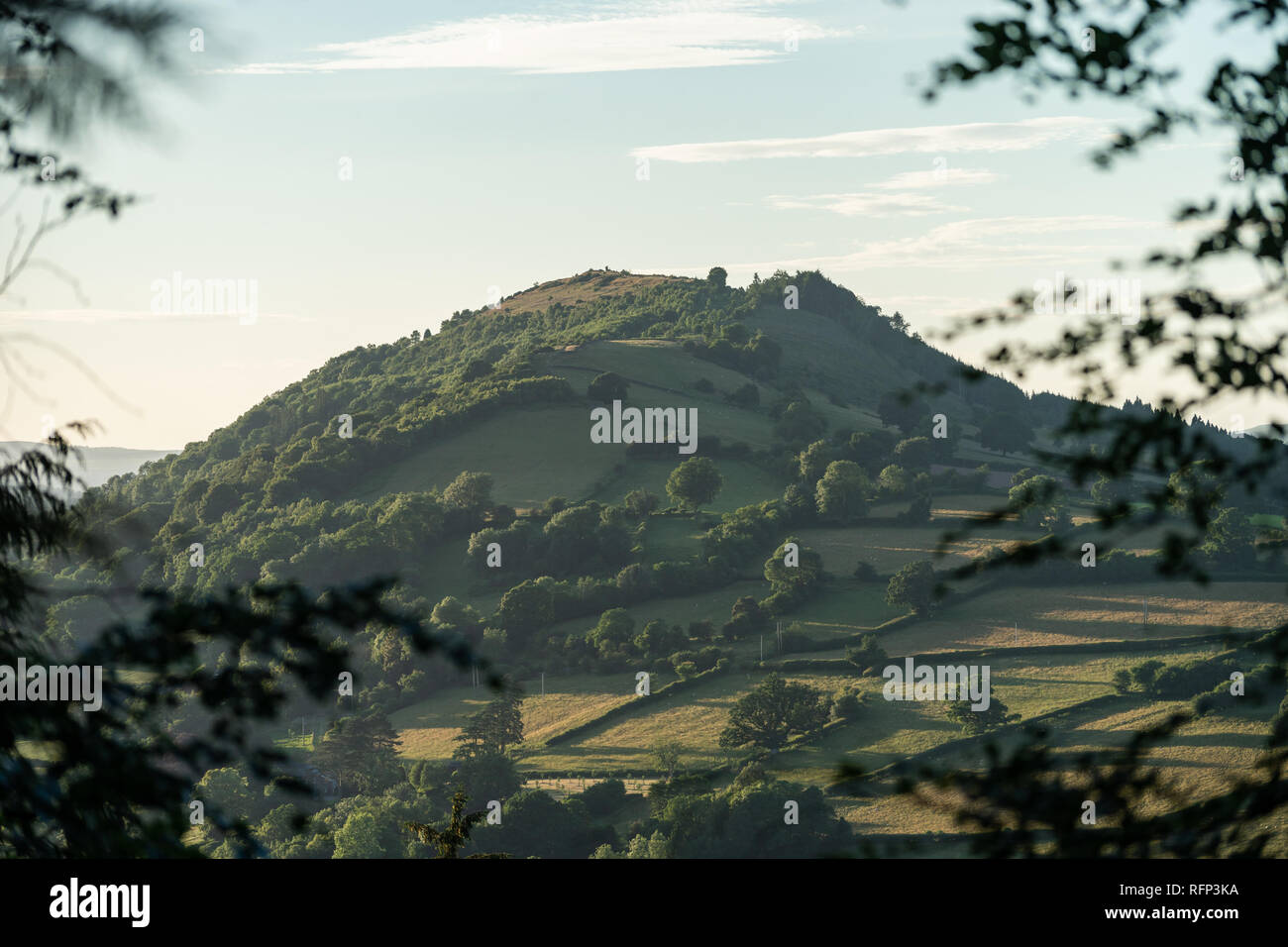 View of Allt yr Esgair through trees in summer, Brecon Beacons Stock ...