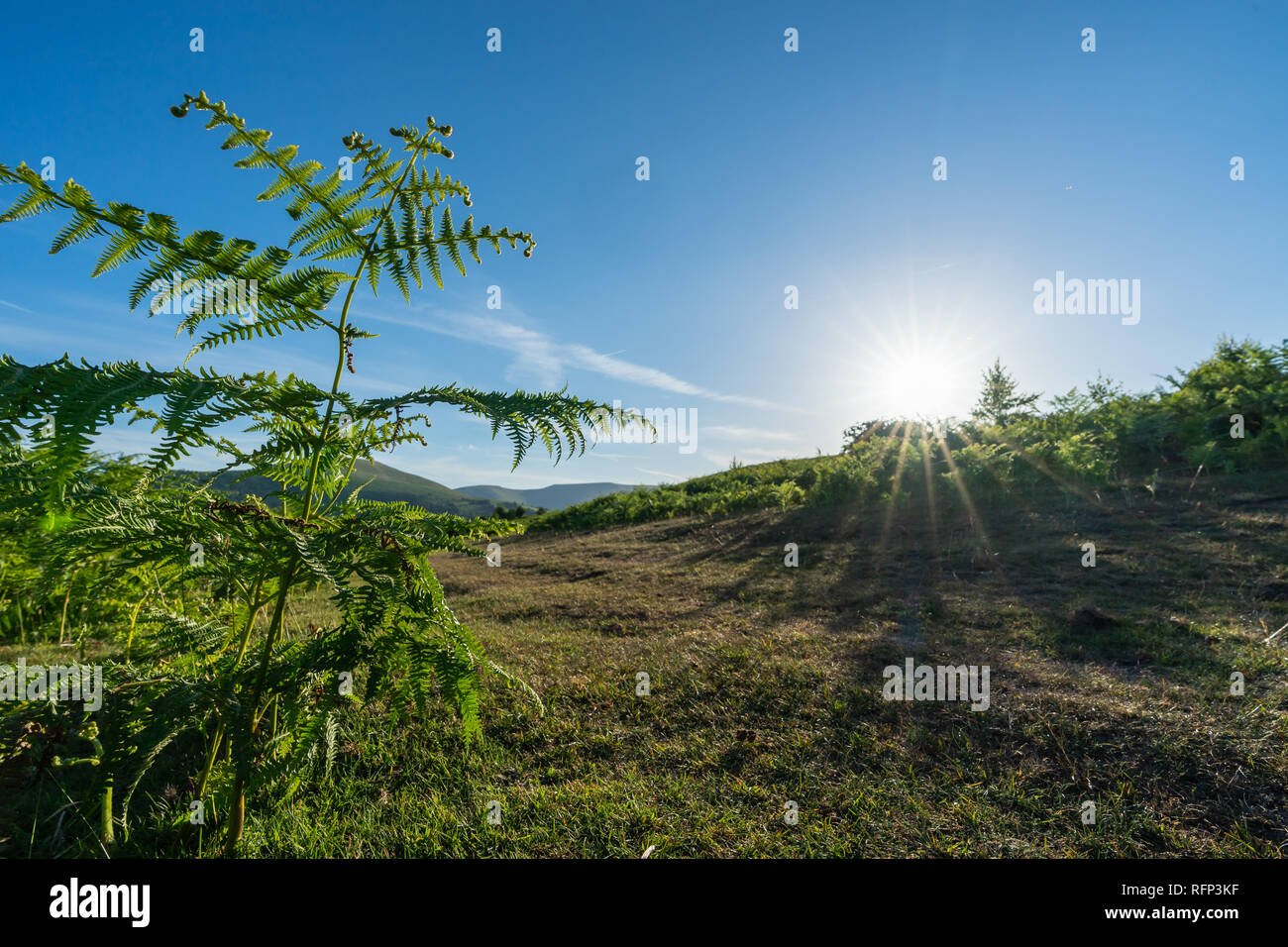 Fern with sunshine near path Stock Photo - Alamy