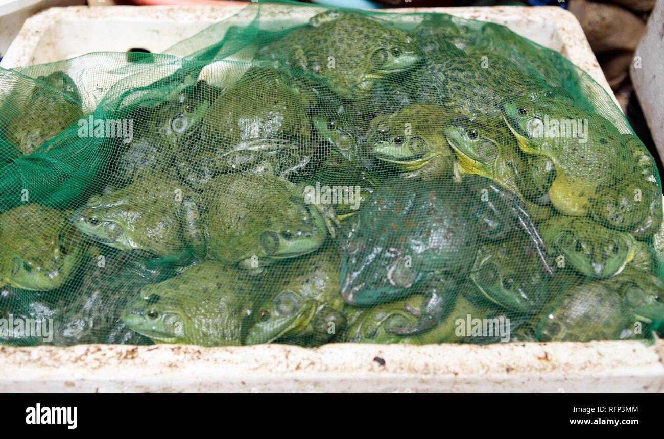 Delicacy frogs hi-res stock photography and images - Alamy