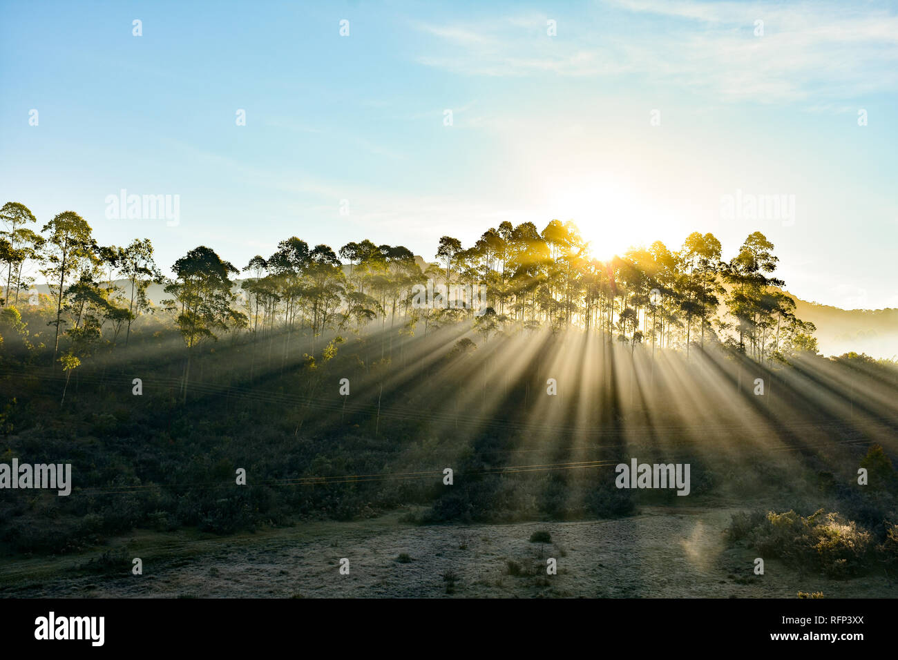 Wallpaper of kerala tree hi-res stock photography and images - Alamy