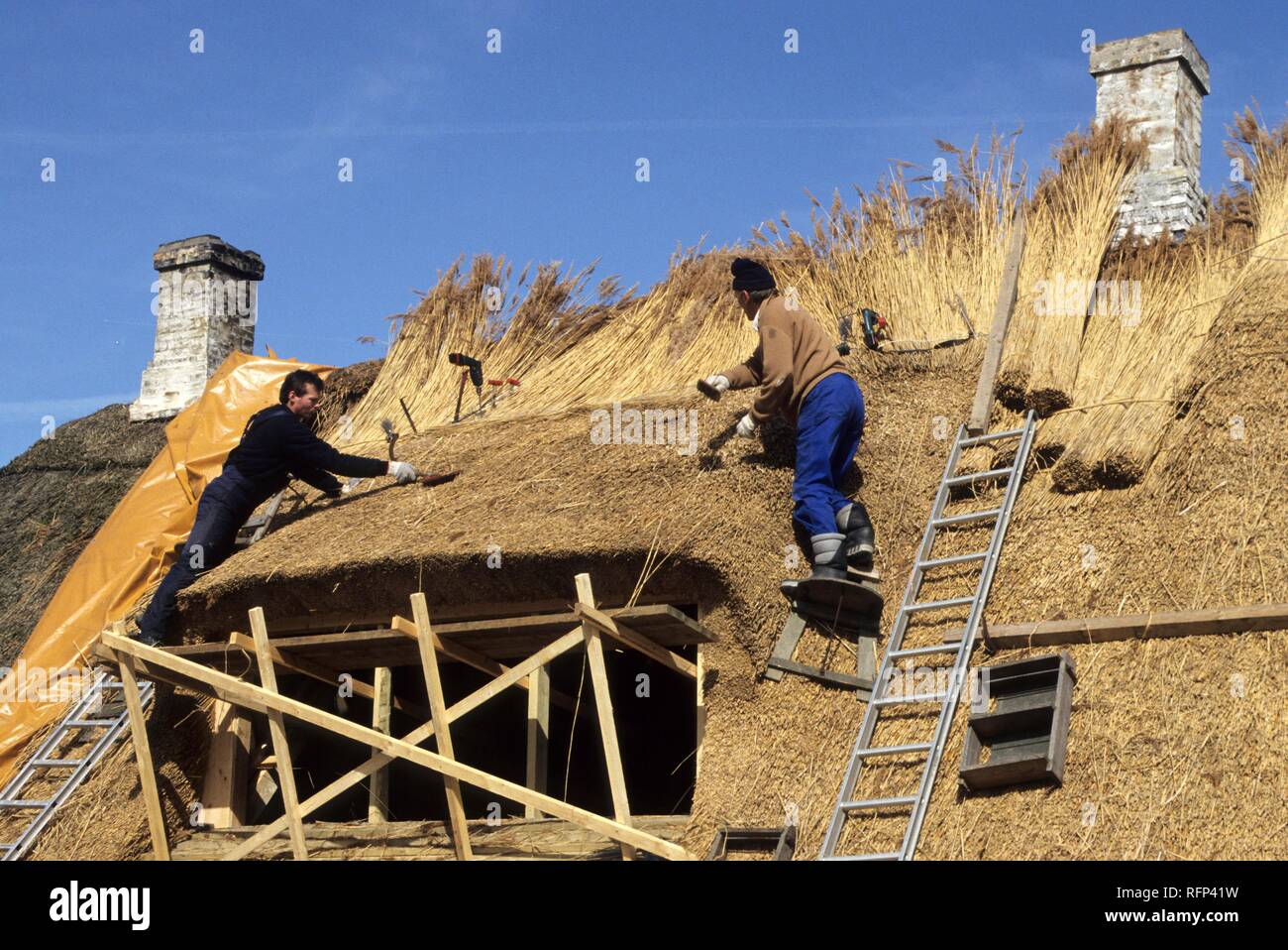 Tilers working on a reed roof house, Langeland Island, Denmark Stock ...