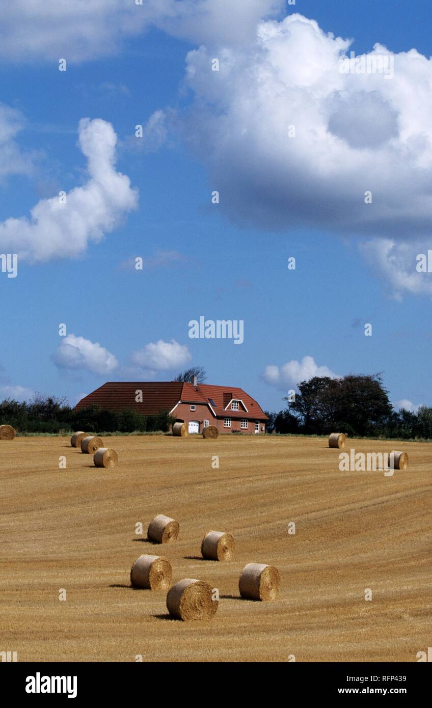 Landscape with farm-house and bales of straw, Jutland, Denmark Stock ...