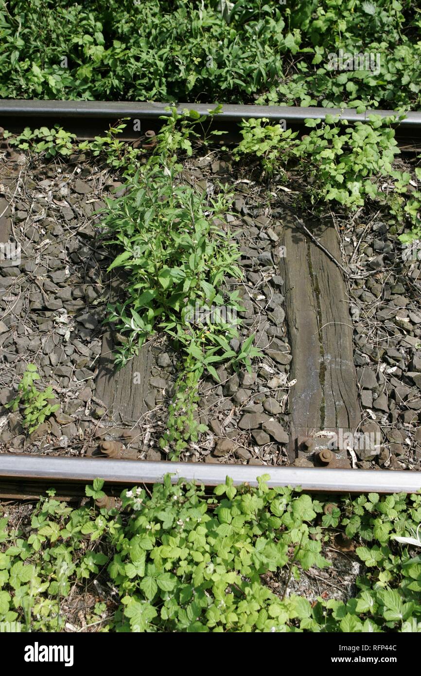 Railroad tracks, unused , overgrown by plants, Germany Stock Photo - Alamy