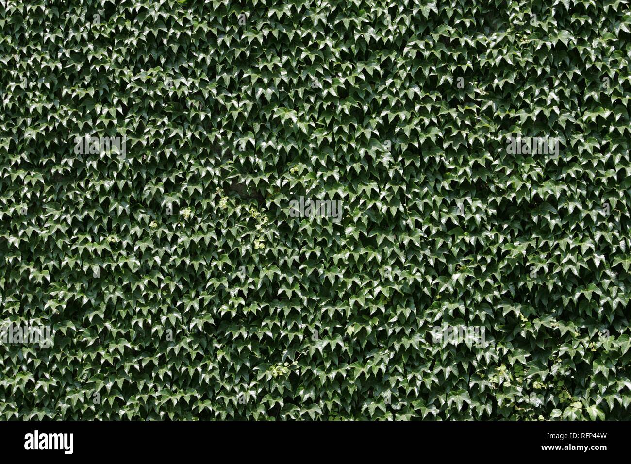 Ivy on a wall Stock Photo - Alamy