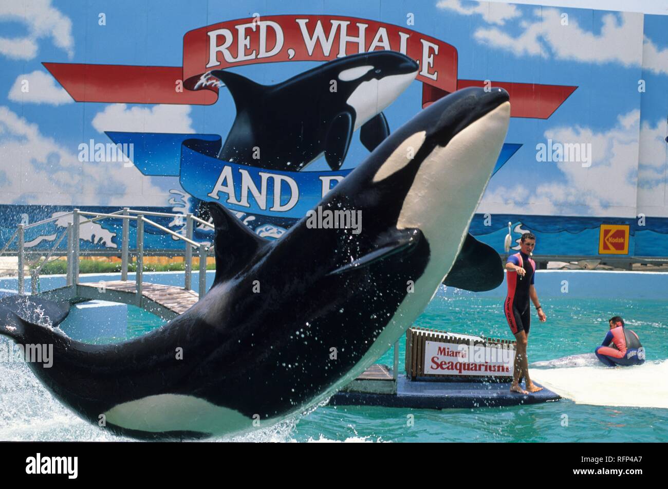 Show with killer whales , "Miami Sea Aquarium", Miami, Florida, USA ...