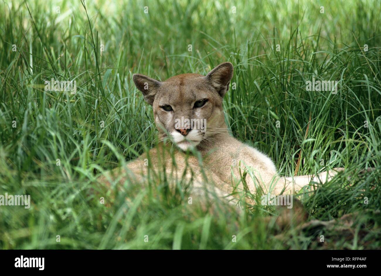 Florida-puma, Florida, USA Stock Photo - Alamy