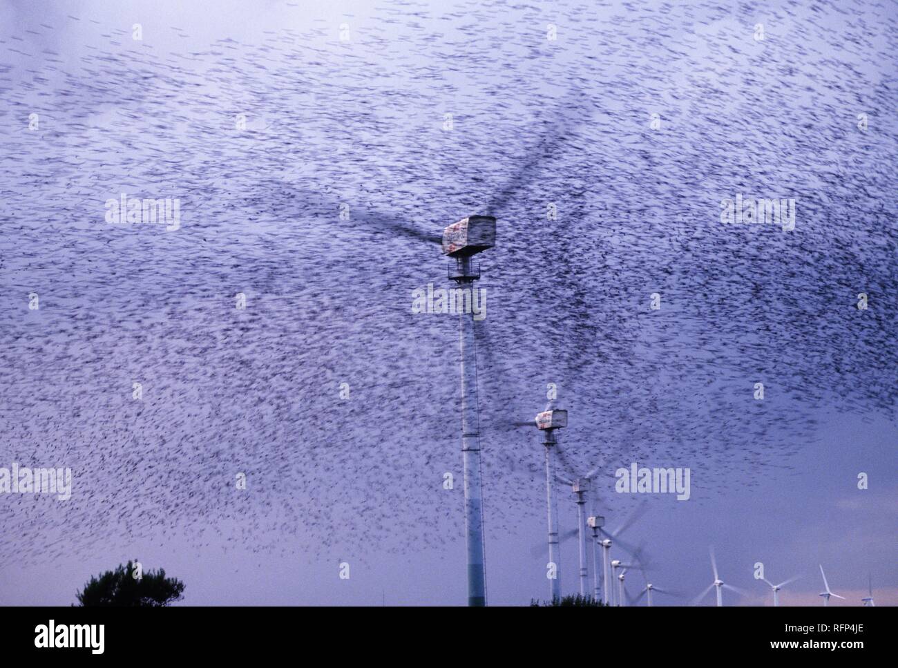 Birds flying near wind turbines hi-res stock photography and images - Alamy