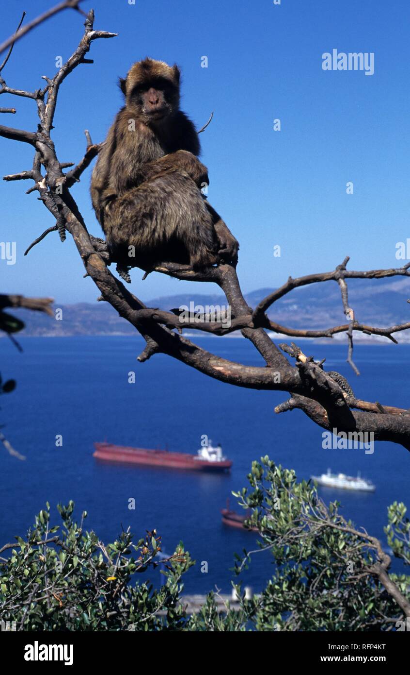 British monkeys hi-res stock photography and images - Alamy