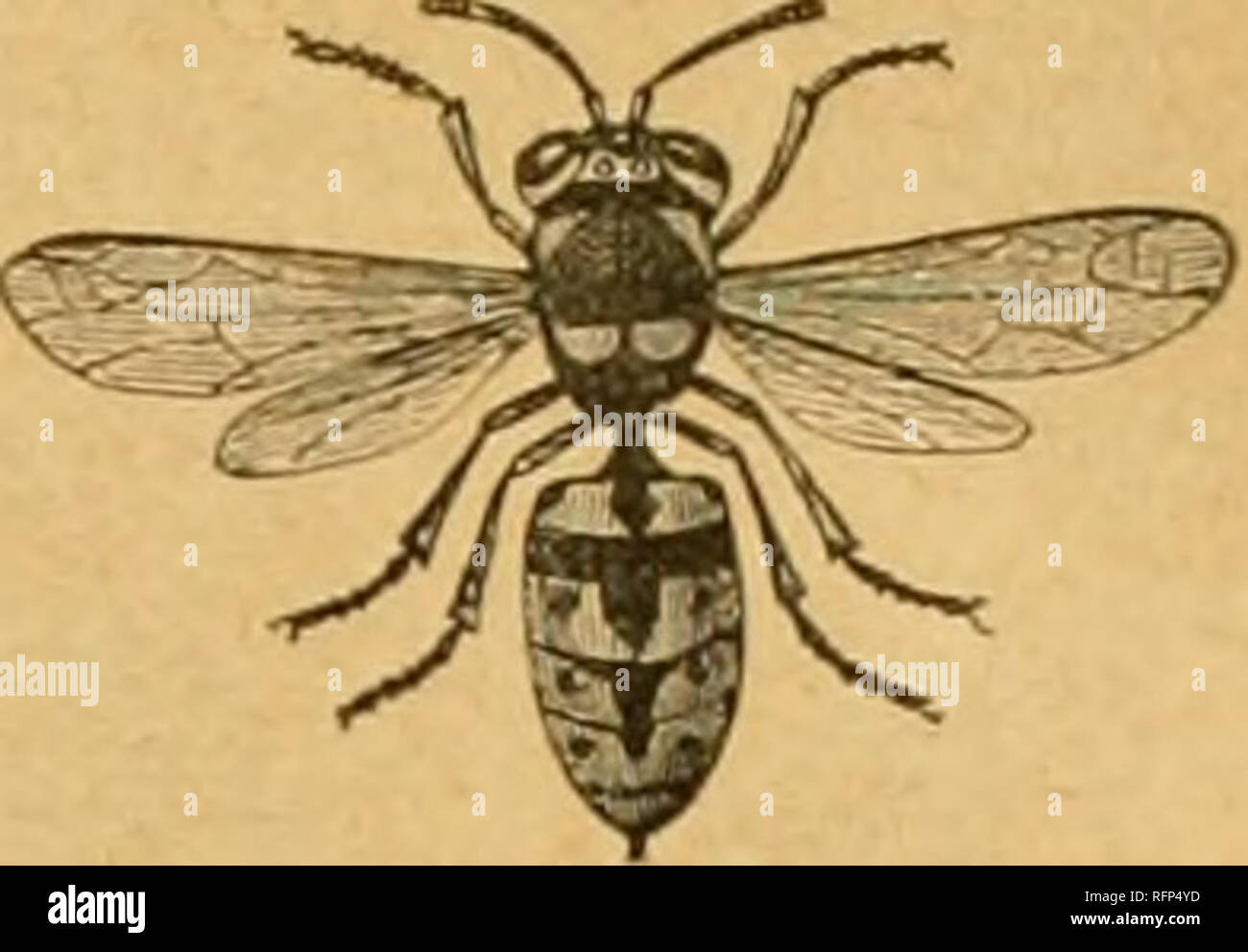 Ovipositors High Resolution Stock Photography and Images - Alamy