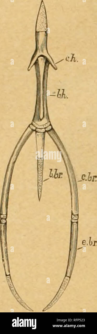 . Cassell's natural history. Animals; Animal behavior. XATVItAL UISTURY ...