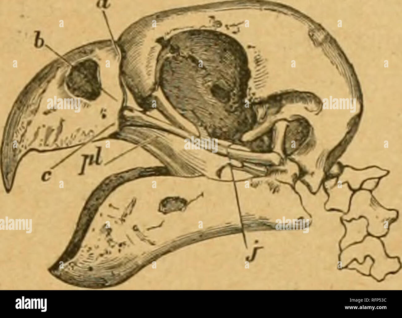 . Cassell's natural history. Animals; Animal behavior. THE VlCKOOS. 32 ...