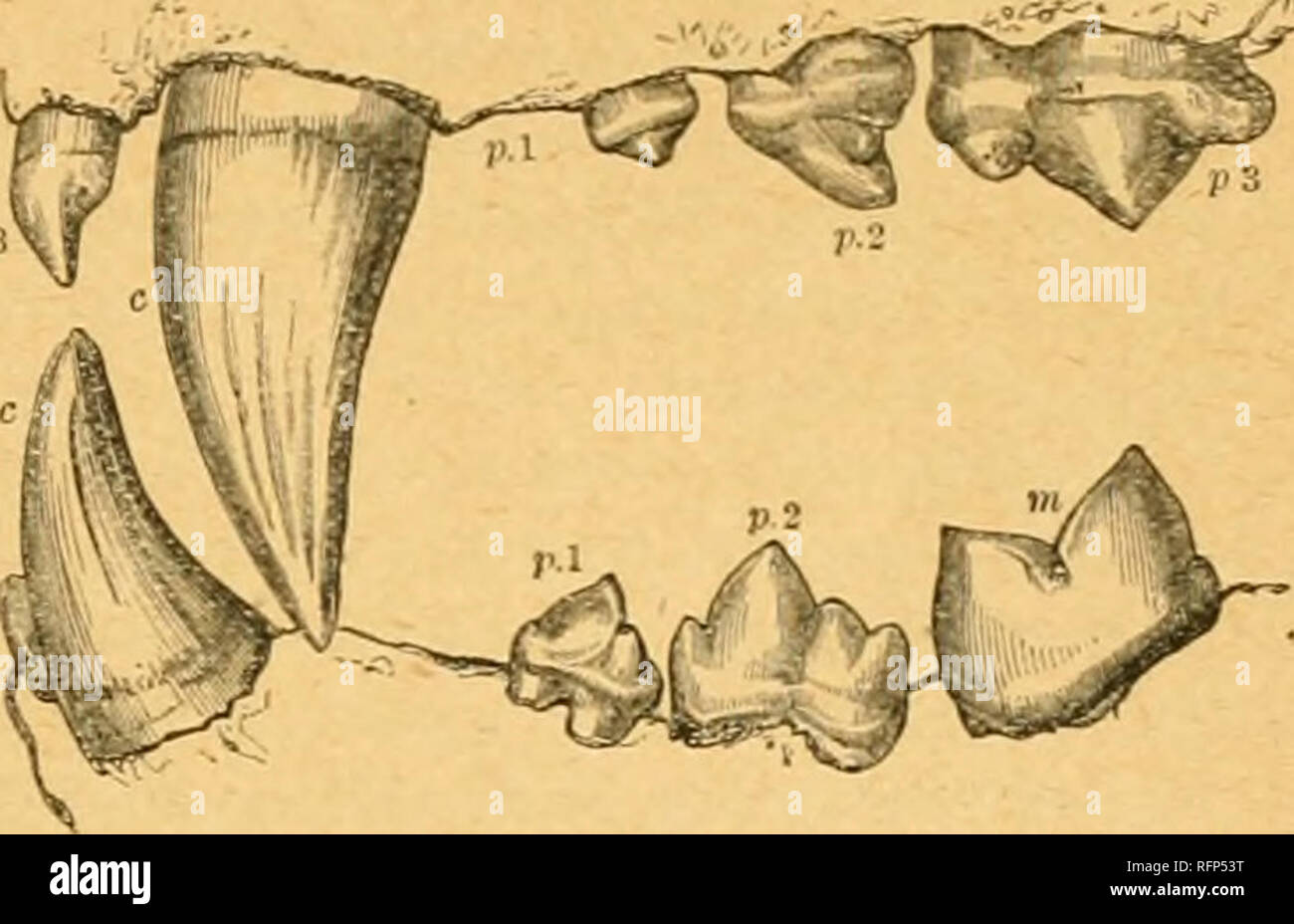 Animal Teeth Identification Chart