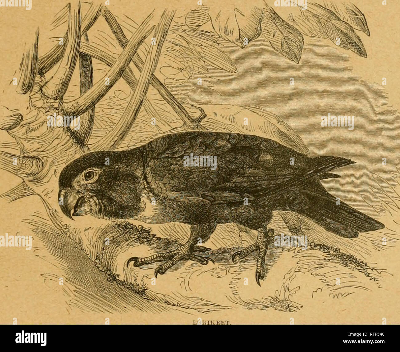 Six parrots hi-res stock photography and images - Alamy