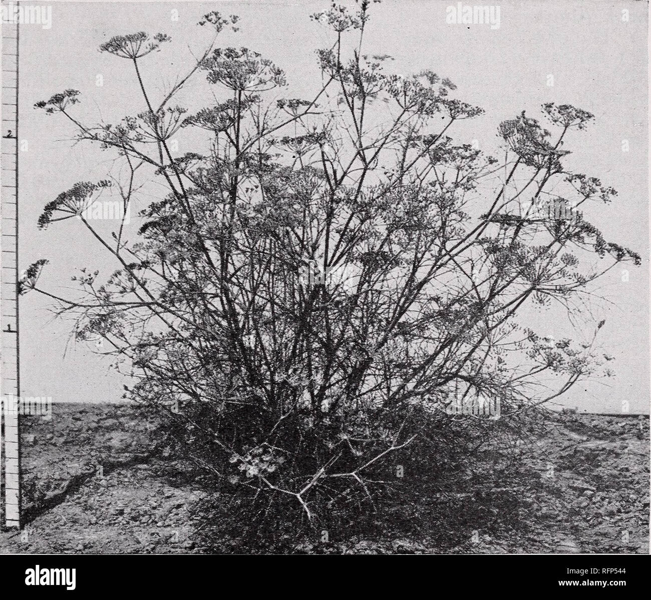 . Production of drug and condiment plants. Medicinal plants; Herbs ...