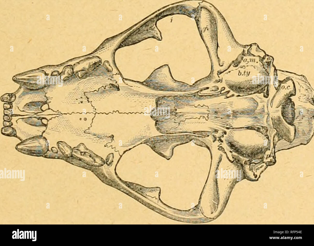 Large jaw muscles hi-res stock photography and images - Alamy