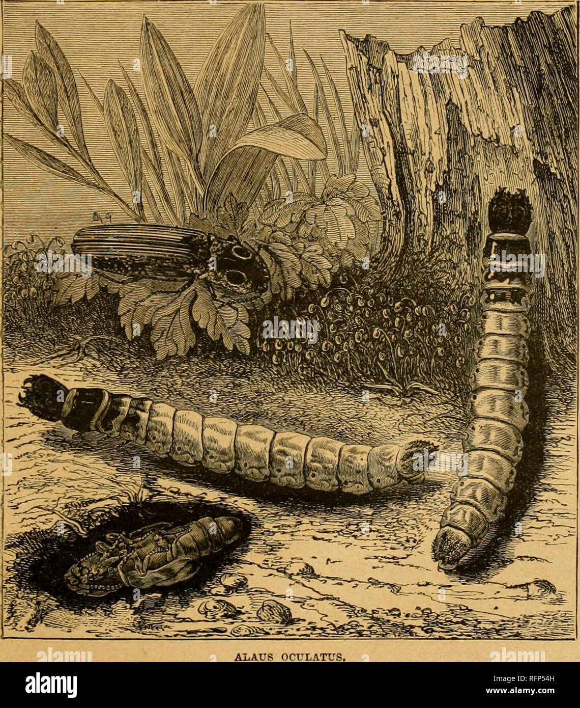 Interlocking legs hi-res stock photography and images - Alamy