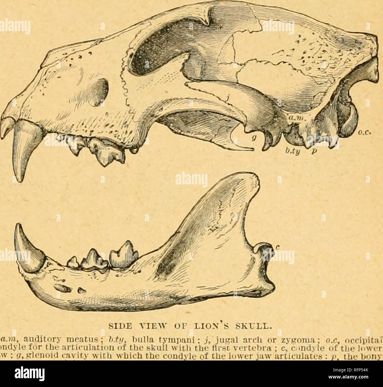Large Jaw Muscles High Resolution Stock Photography and Images - Alamy