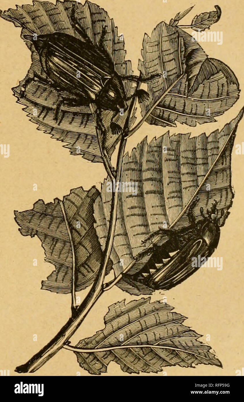 Modest forms hi-res stock photography and images - Alamy