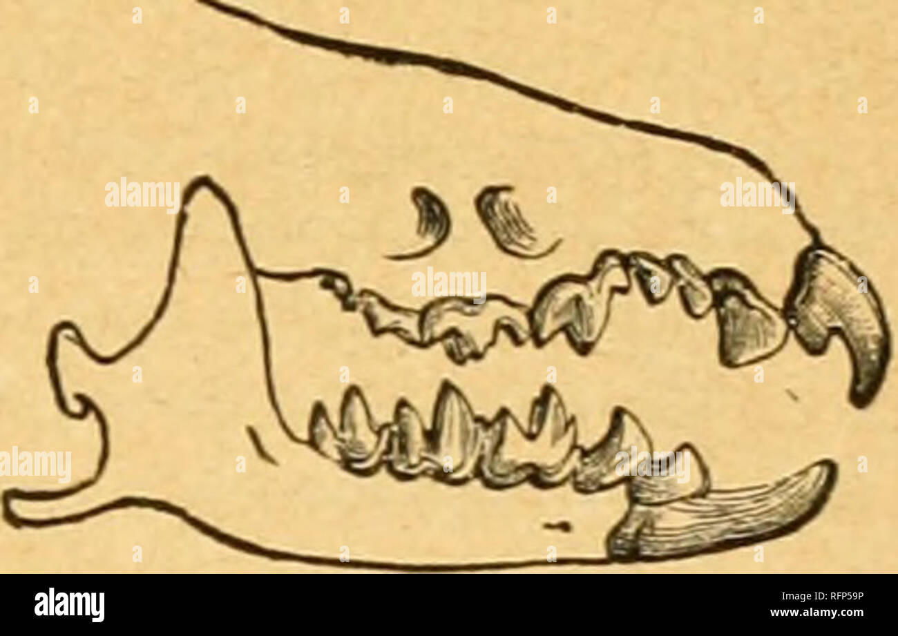 Mouse Teeth Anatomy
