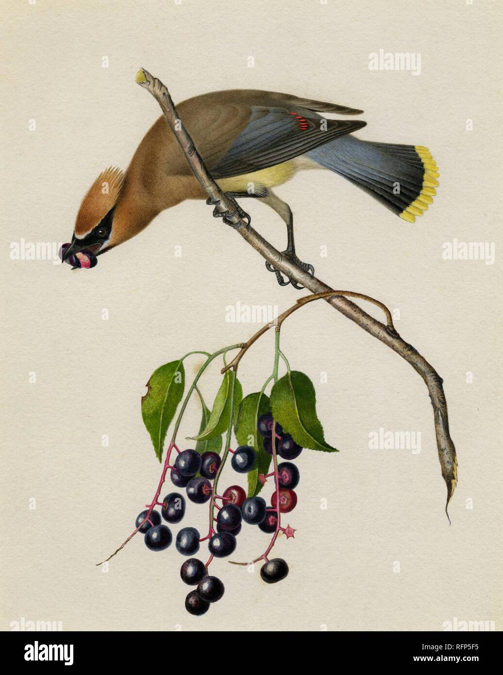 Sprague isaac hi-res stock photography and images - Alamy