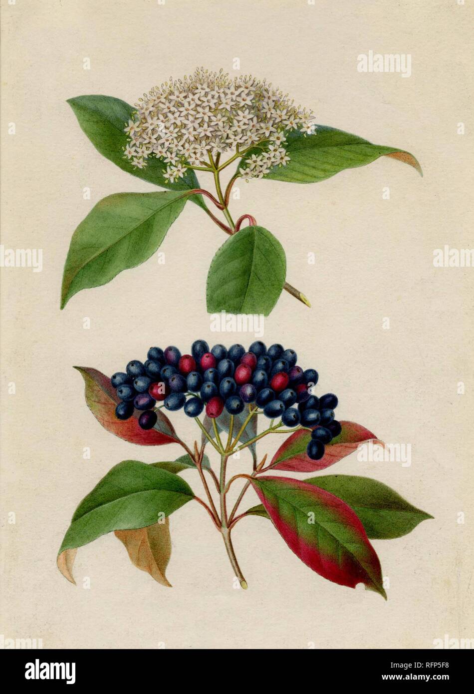 Sprague isaac hi-res stock photography and images - Alamy