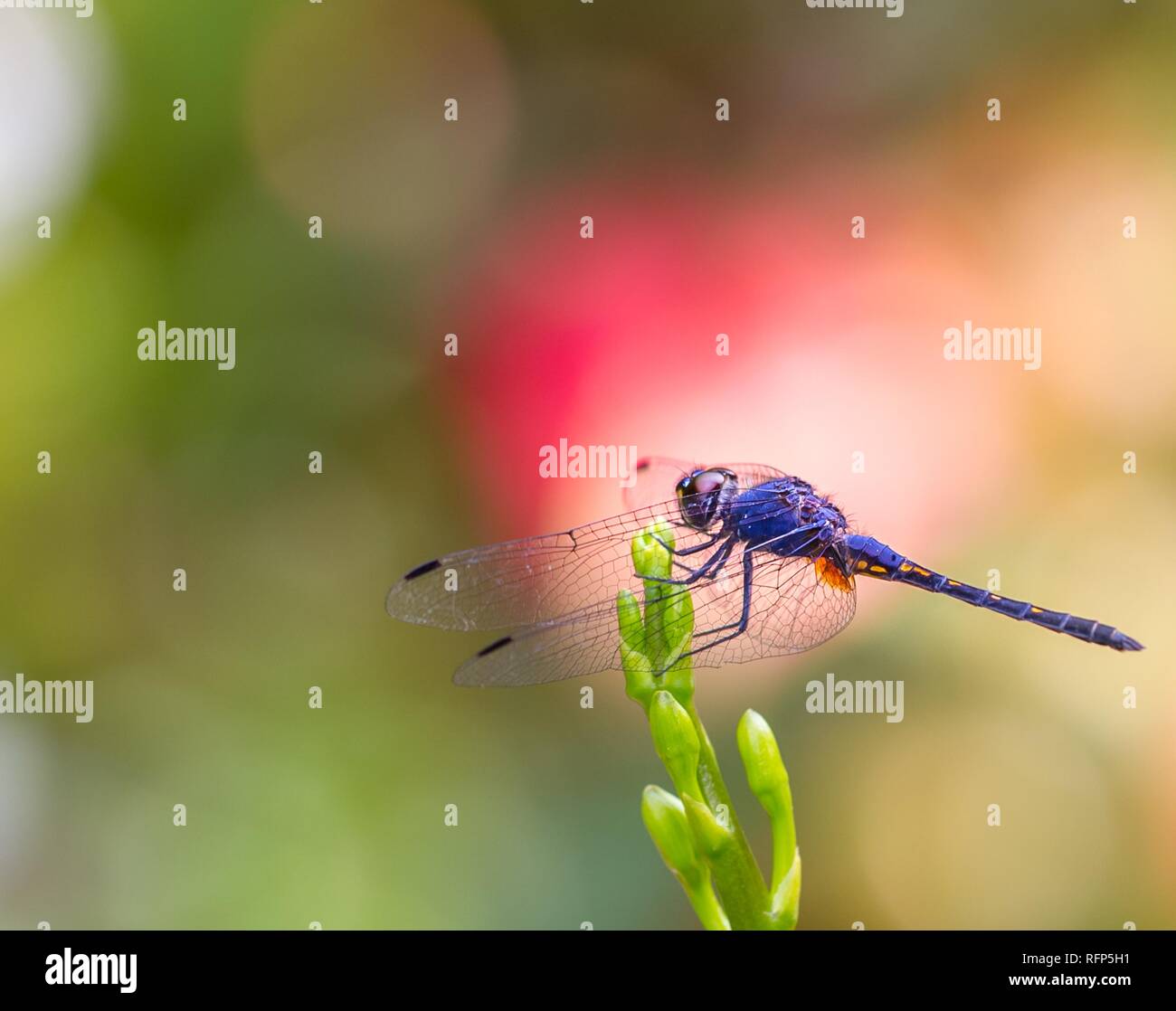 Beautiful dragonfly perching on orchid stem Stock Photo - Alamy