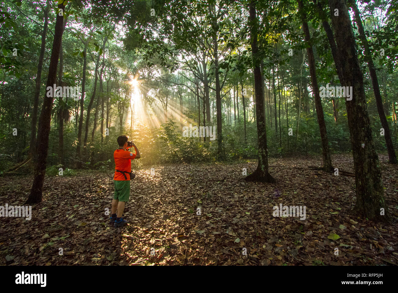 Taking photo of sun burst in the forest Stock Photo - Alamy