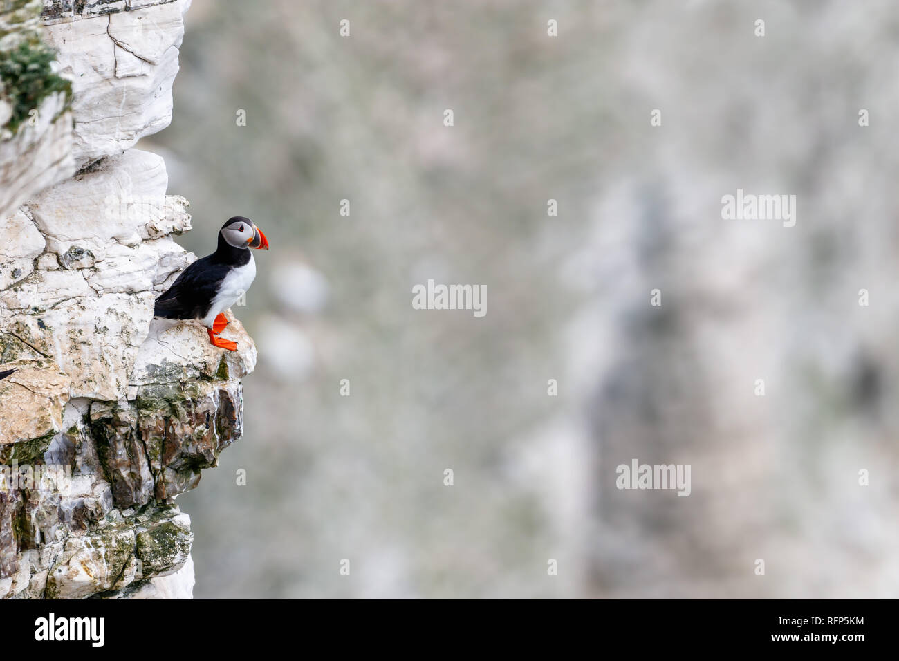 Puffin (Fratercula) on the cliff edge at RSPB Bempton Cliffs UK Stock ...