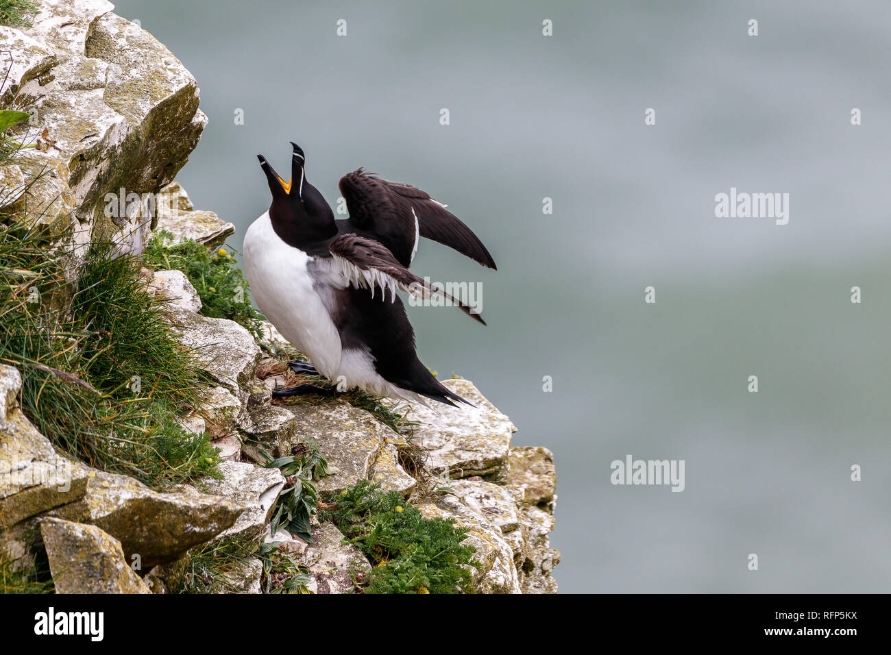 Raorbill (Lesser Auk) on the cliff edge at RSPB Bempton Cliffs UK Stock ...