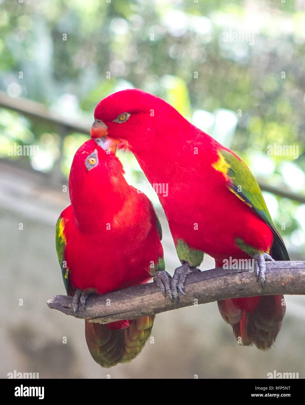 Two parrots having a great intimate time Stock Photo - Alamy