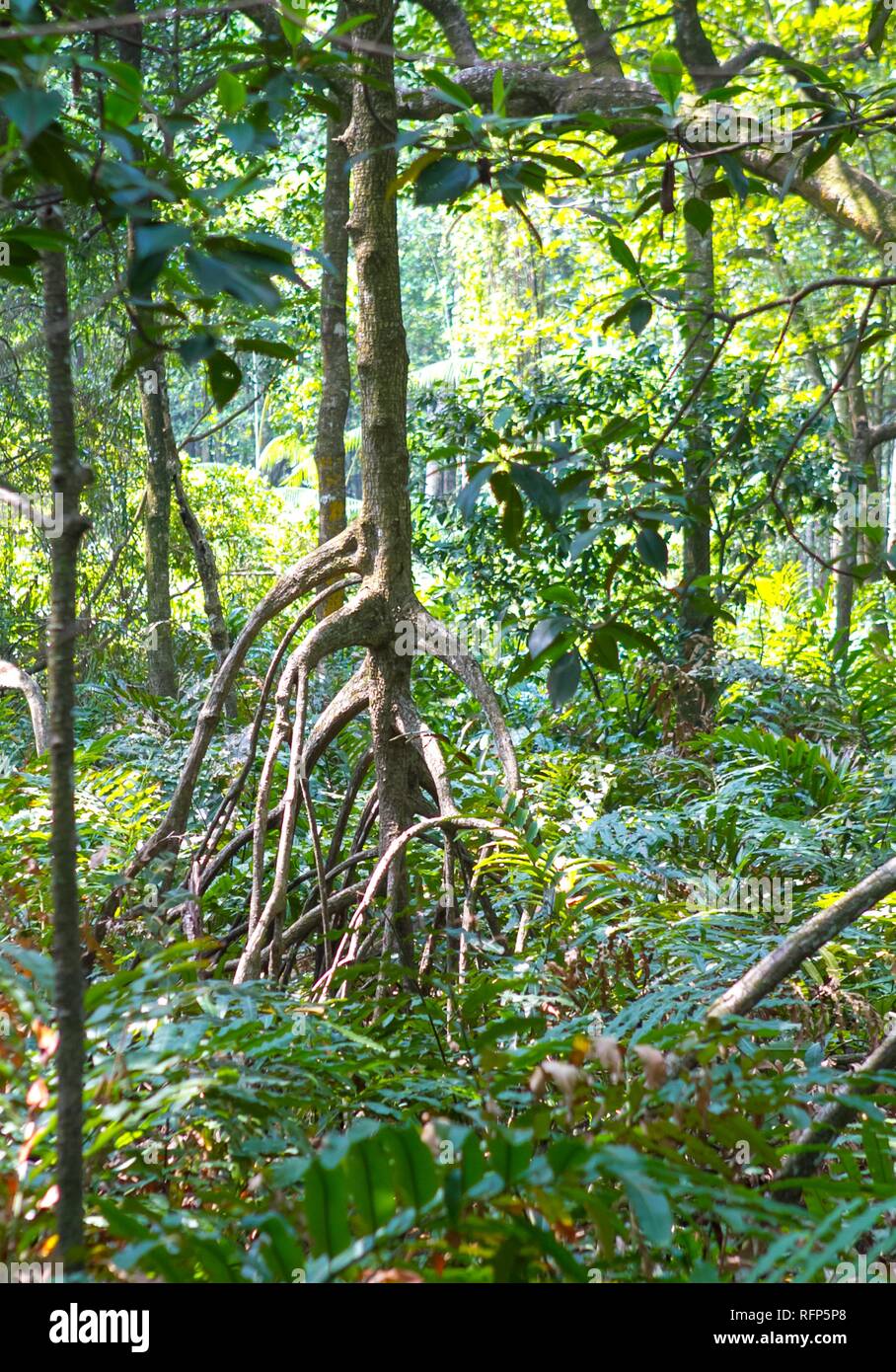 Mangrove forest in Kuala Sepetang Malaysia Stock Photo - Alamy