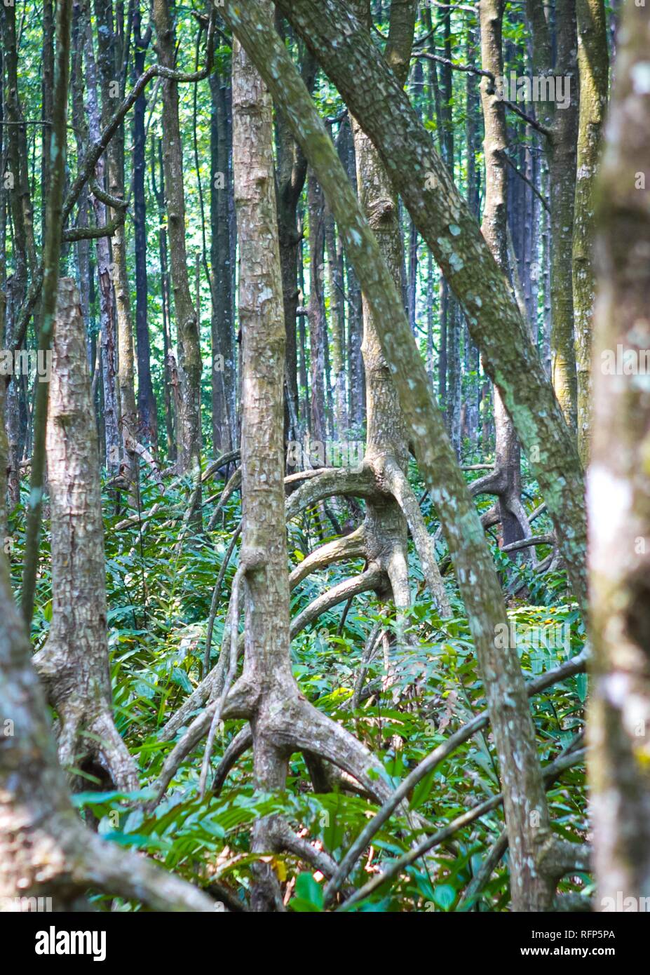 Mangrove forest in Kuala Sepetang Malaysia Stock Photo - Alamy
