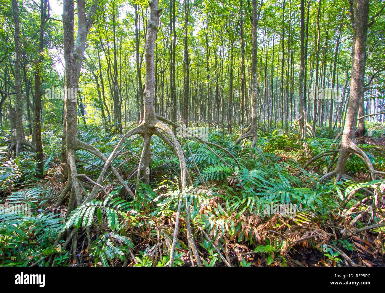 Mangrove forest in Kuala Sepetang Malaysia Stock Photo - Alamy