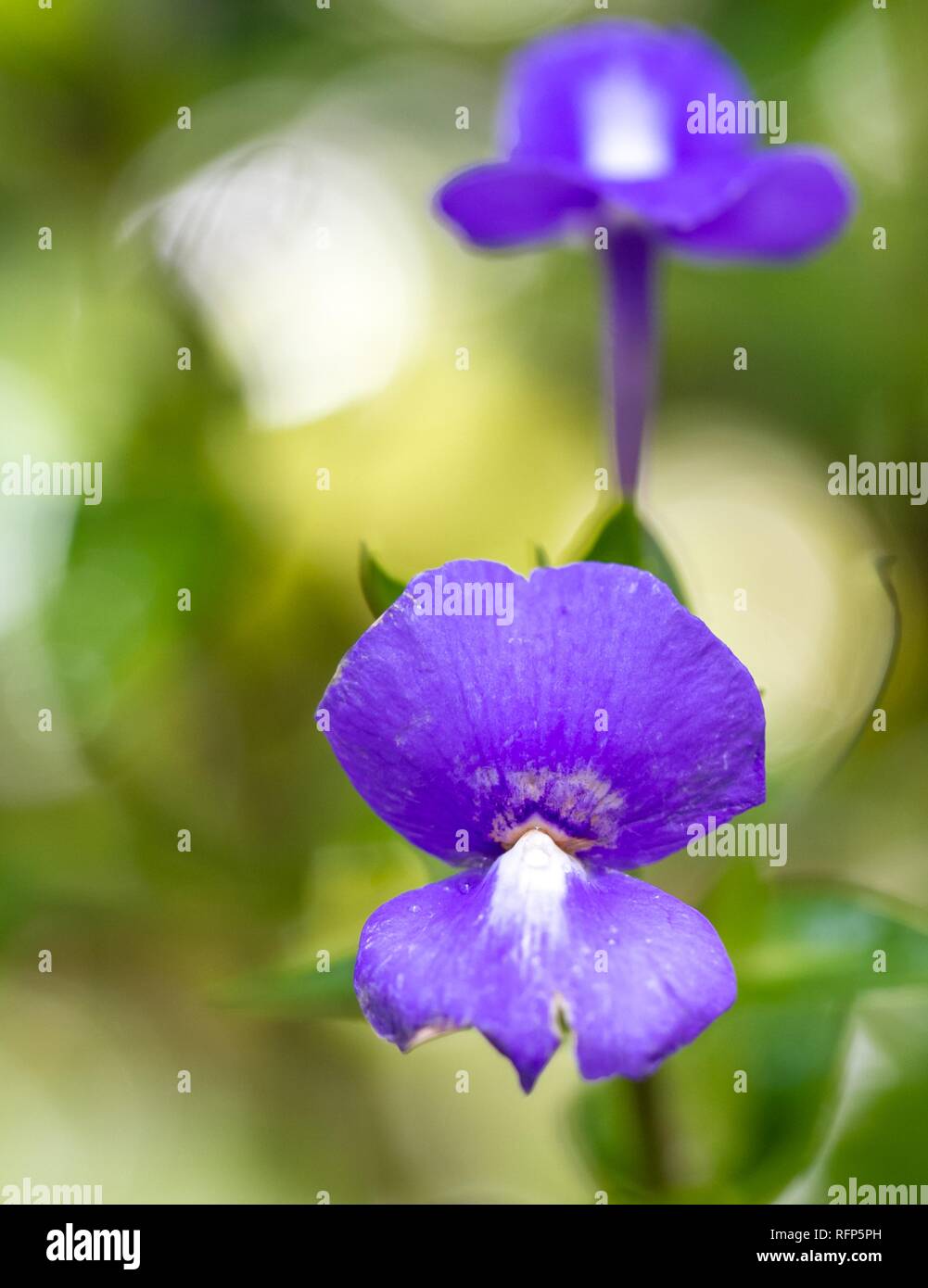 Purple color flower with copy space Stock Photo - Alamy