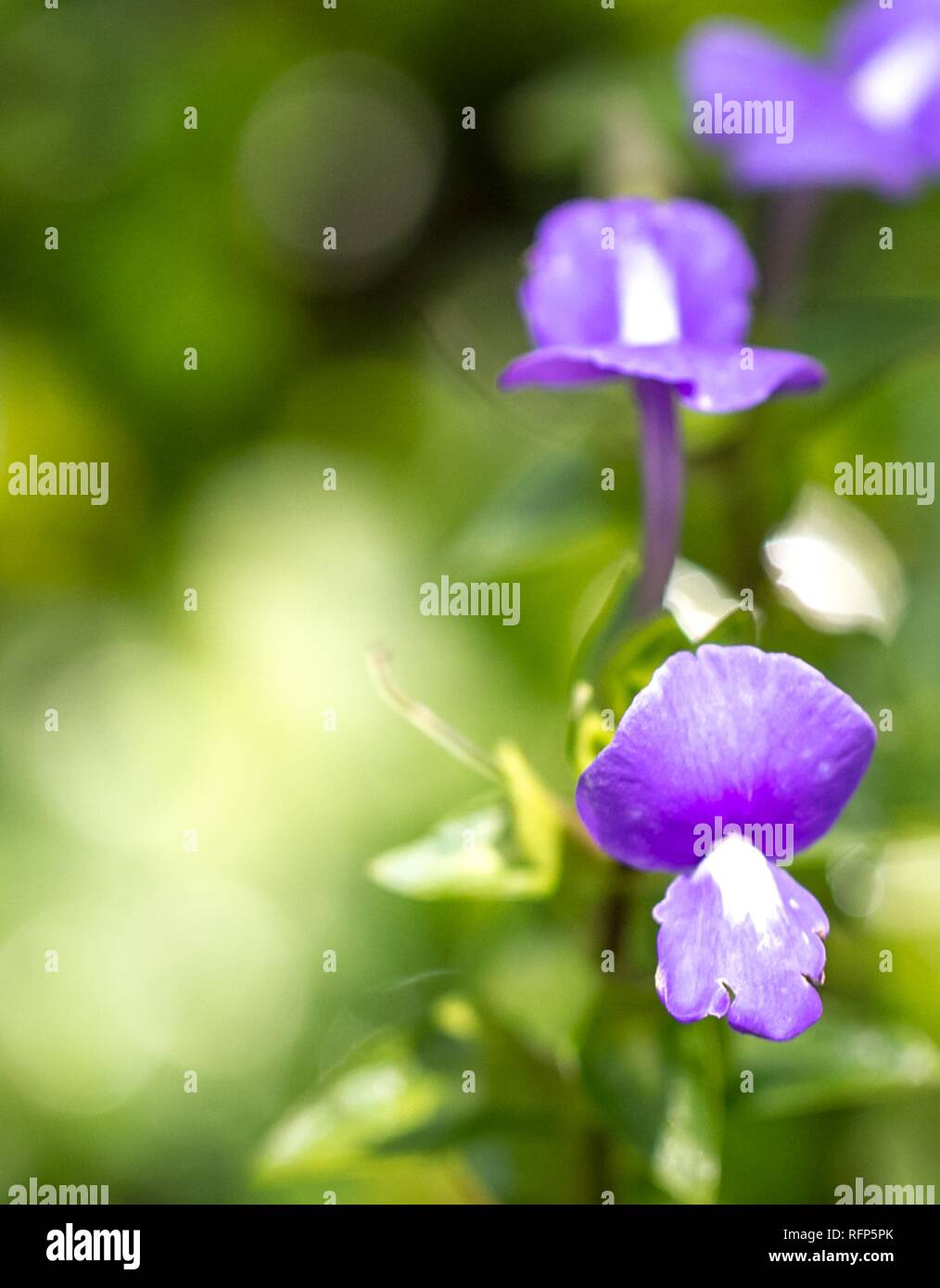 Purple color flower hi-res stock photography and images - Alamy