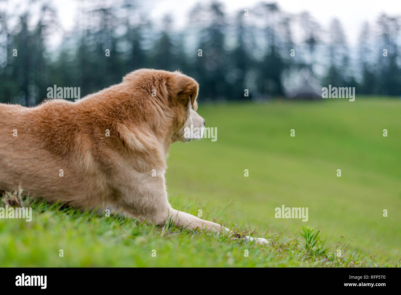 Photo of Indian Dog in Green Meadow in Himalayas, Great Himalayan ...