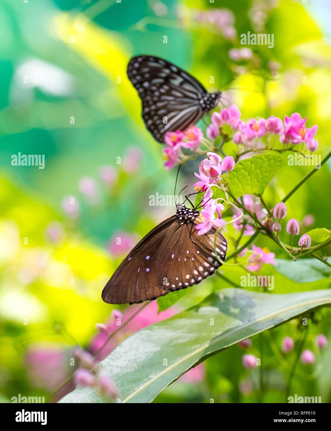 Colorful butterflies in a butterfly park Stock Photo - Alamy