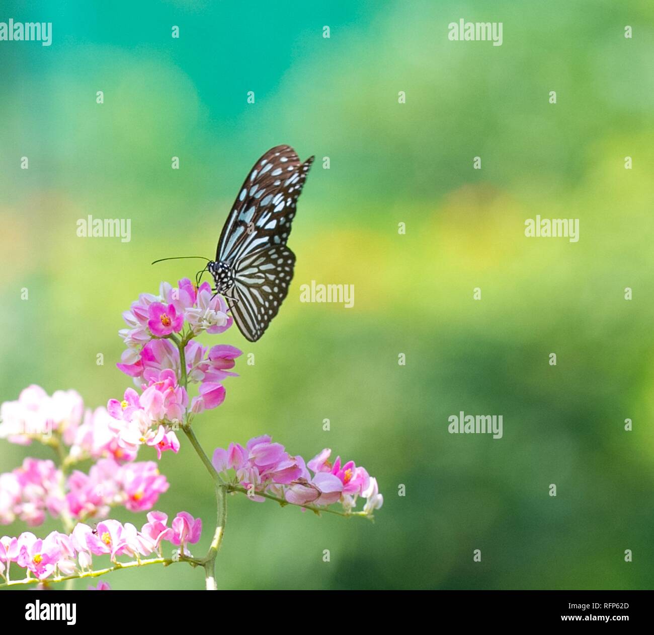 Beautiful butterfly in a butterfly park Stock Photo - Alamy
