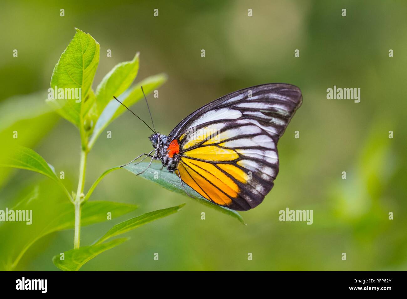Beautiful butterfly in a butterfly park Stock Photo - Alamy