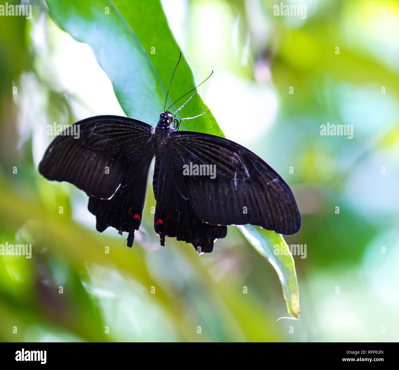 Beautiful butterfly in a butterfly park Stock Photo - Alamy